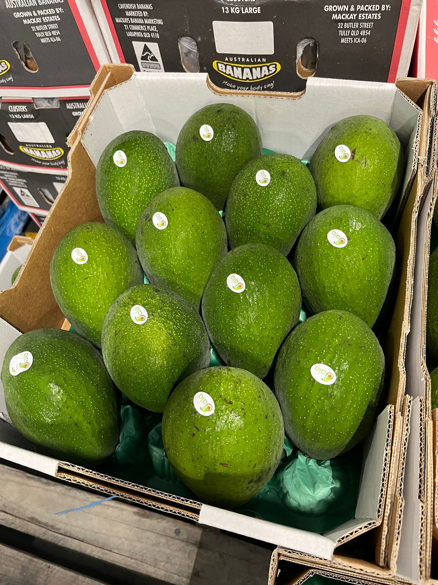 Avocado - Jala – Produce Art