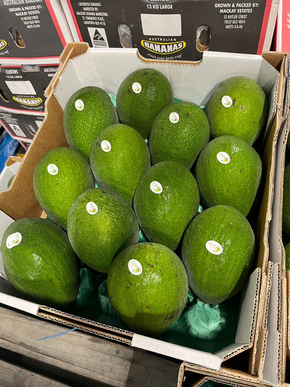 Avocado - Jala – Produce Art