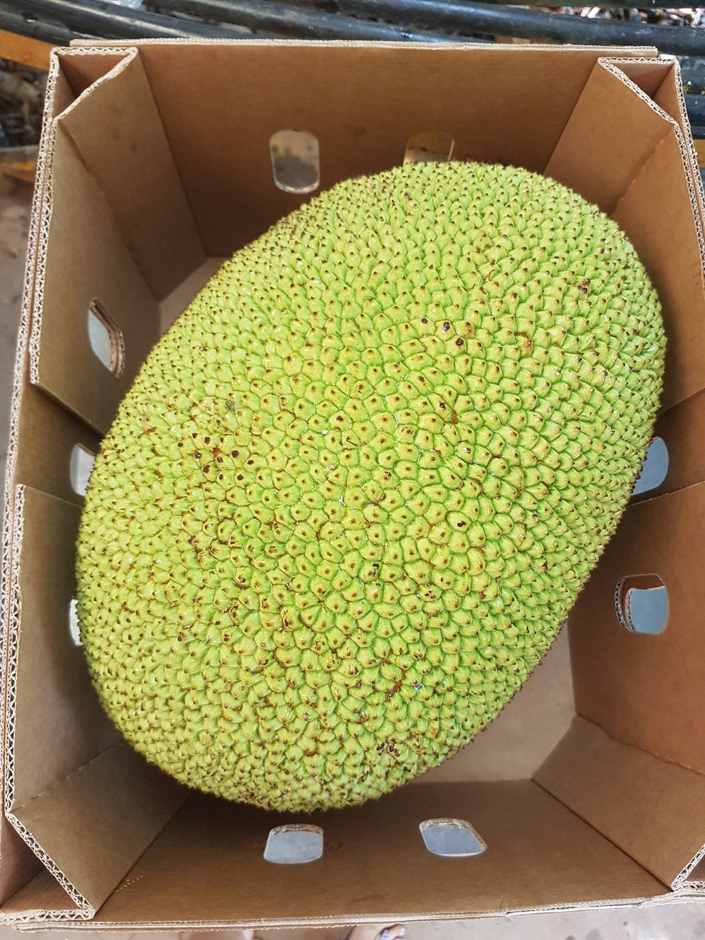 Jackfruit – Produce Art