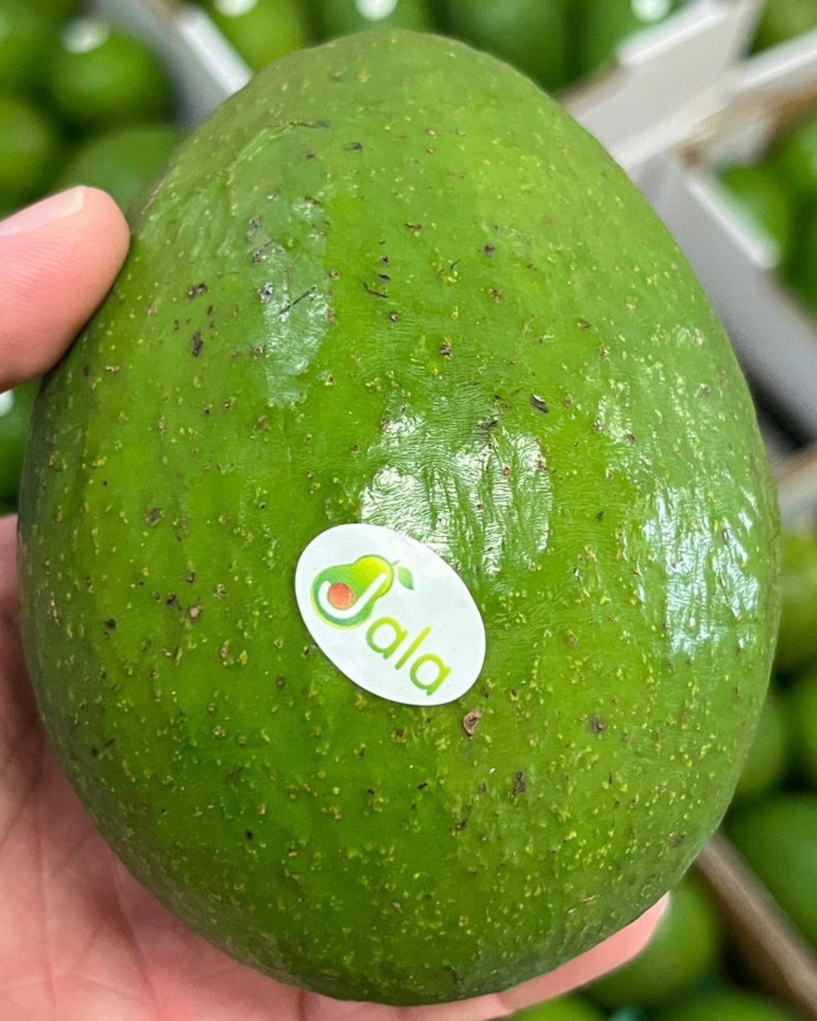 Avocado - Jala – Produce Art
