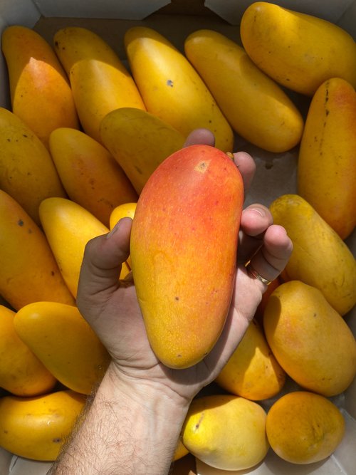 Mango - Maha Chanok – Produce Art