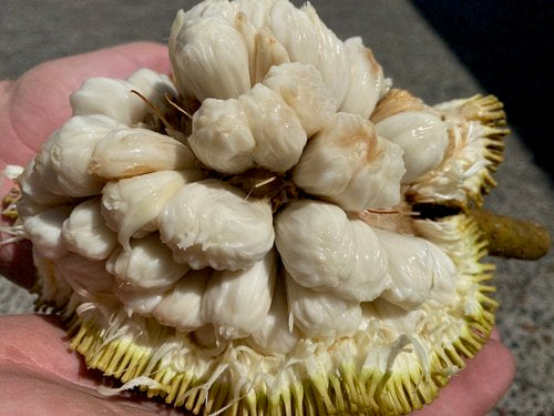 Marang 6kg – Produce Art