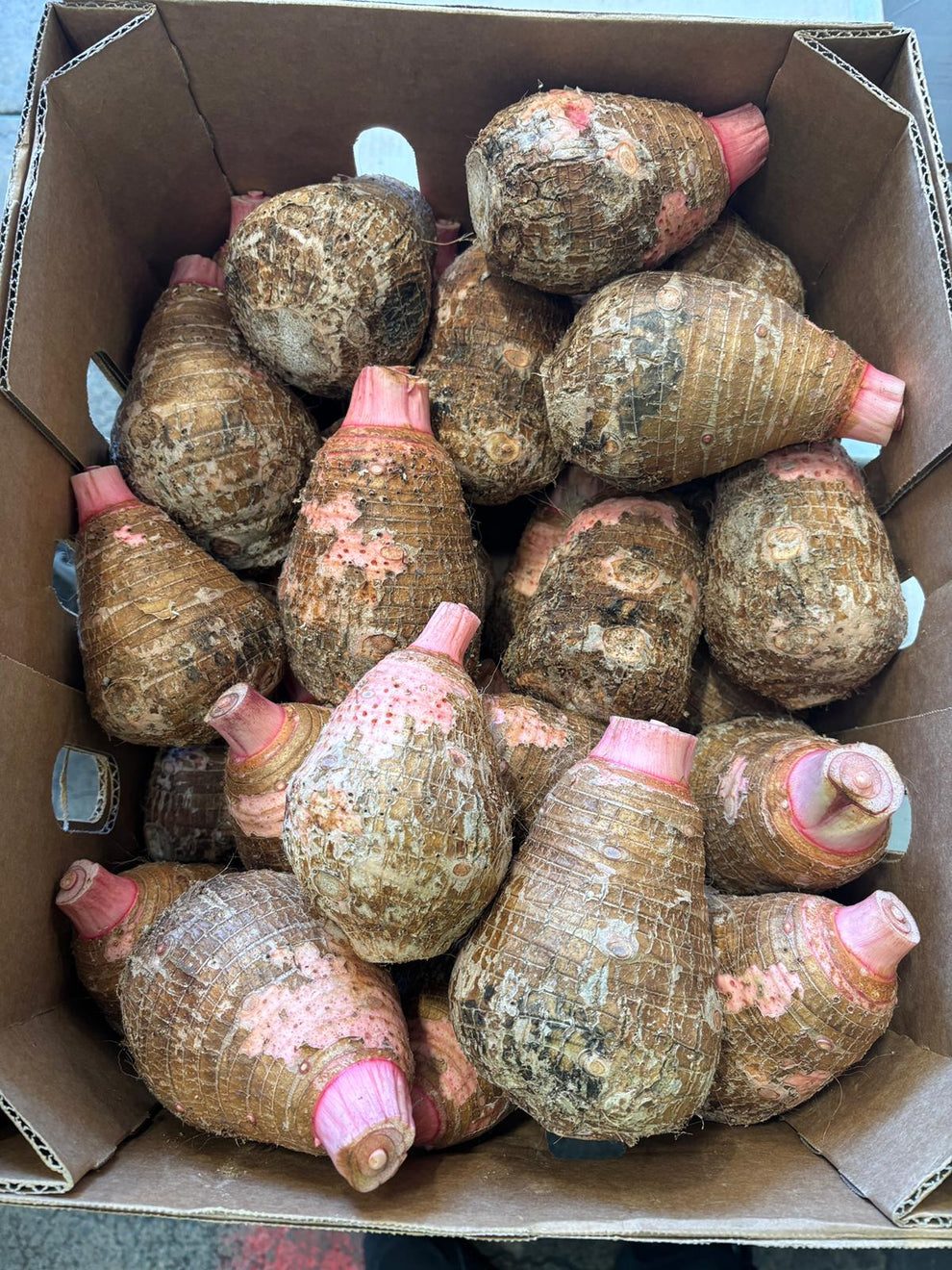 Taro Pink Bun-Long – Produce Art