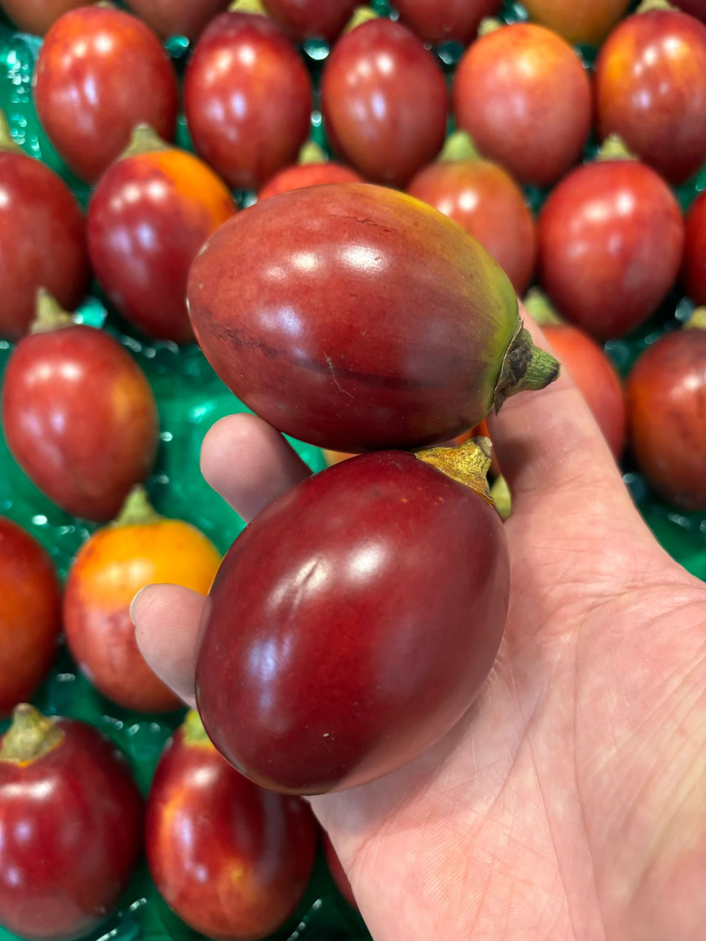 Tamarillo - Red – Produce Art
